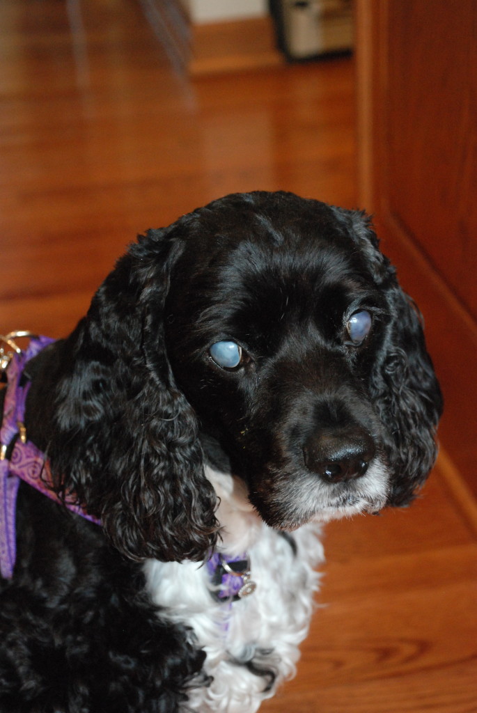 Spencer~cocker spaniel