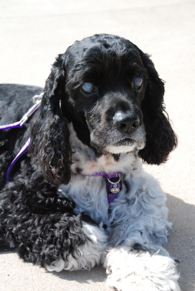Spencer~cocker spaniel