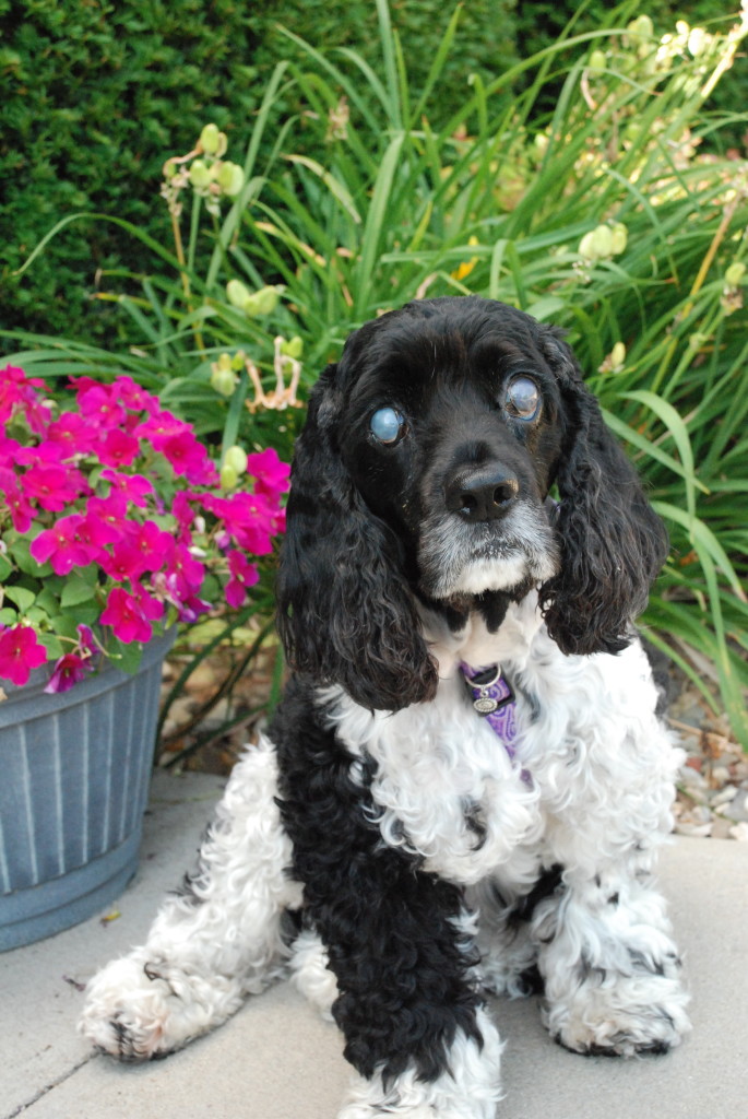 Spencer~cocker spaniel